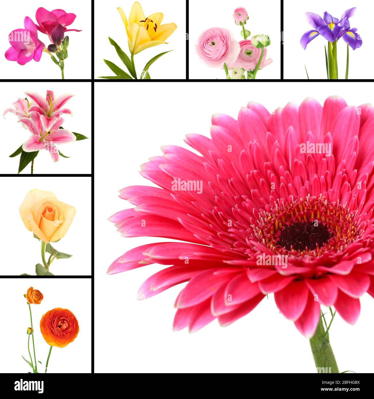 Collage of beautiful flowers isolated on white Stock Photo - Alamy
