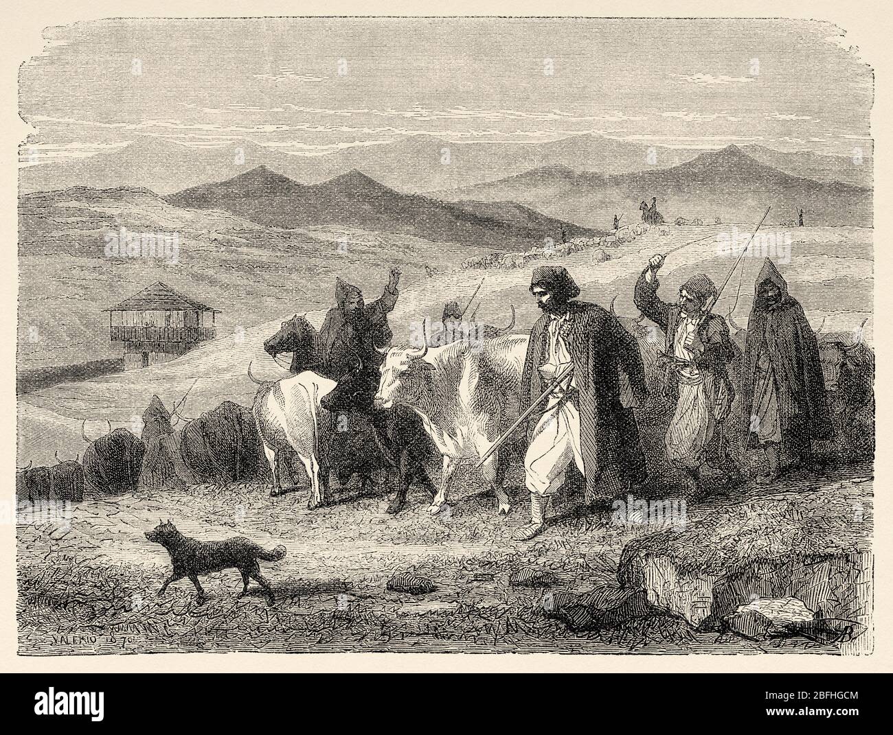 Peasants with cattle grazing in the grasslands, Bosnian military border ...