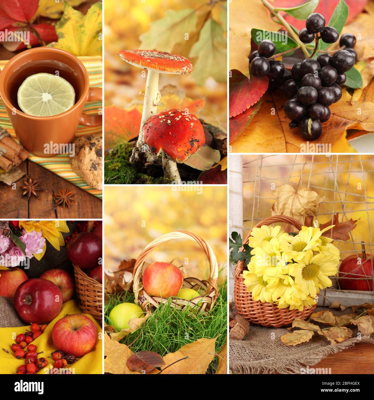 Collage of autumn Stock Photo - Alamy
