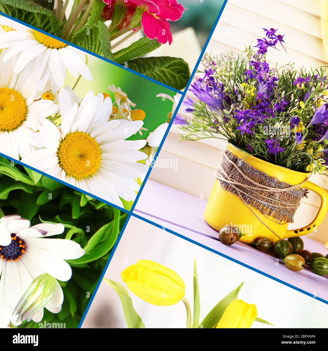 Primrose primula flowers vase hi-res stock photography and images - Alamy