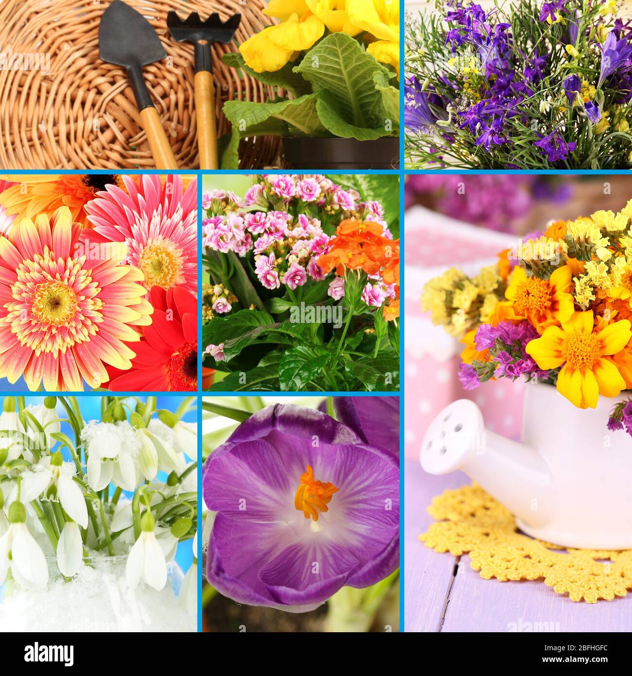 Collage of beautiful flowers Stock Photo - Alamy