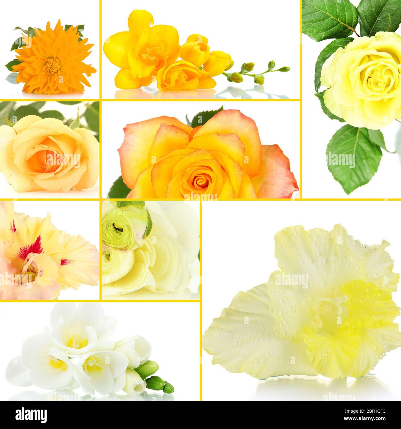 Summer dahlia gladiolus hi-res stock photography and images - Alamy