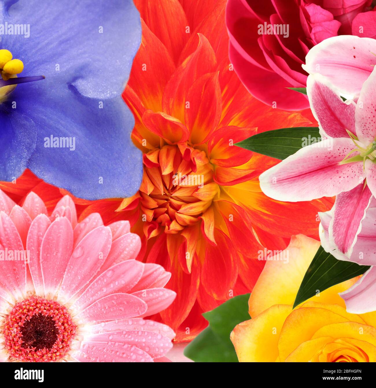 Different beautiful flowers Stock Photo - Alamy