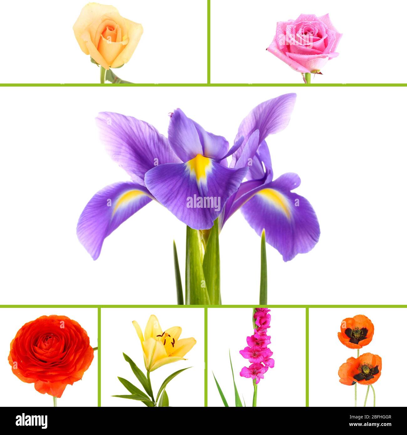 Collage of beautiful flowers isolated on white Stock Photo - Alamy