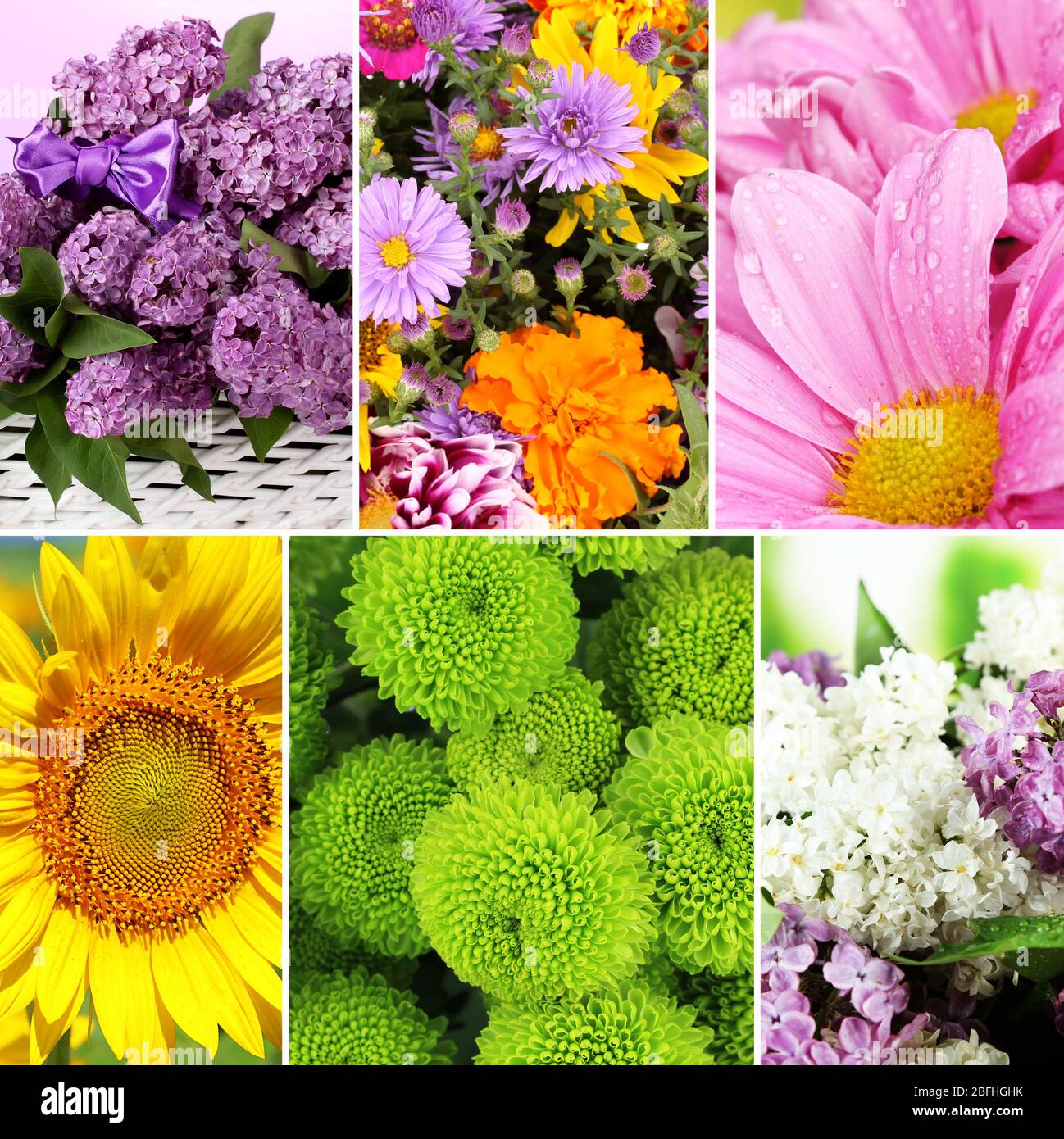 Collage of beautiful flowers Stock Photo - Alamy