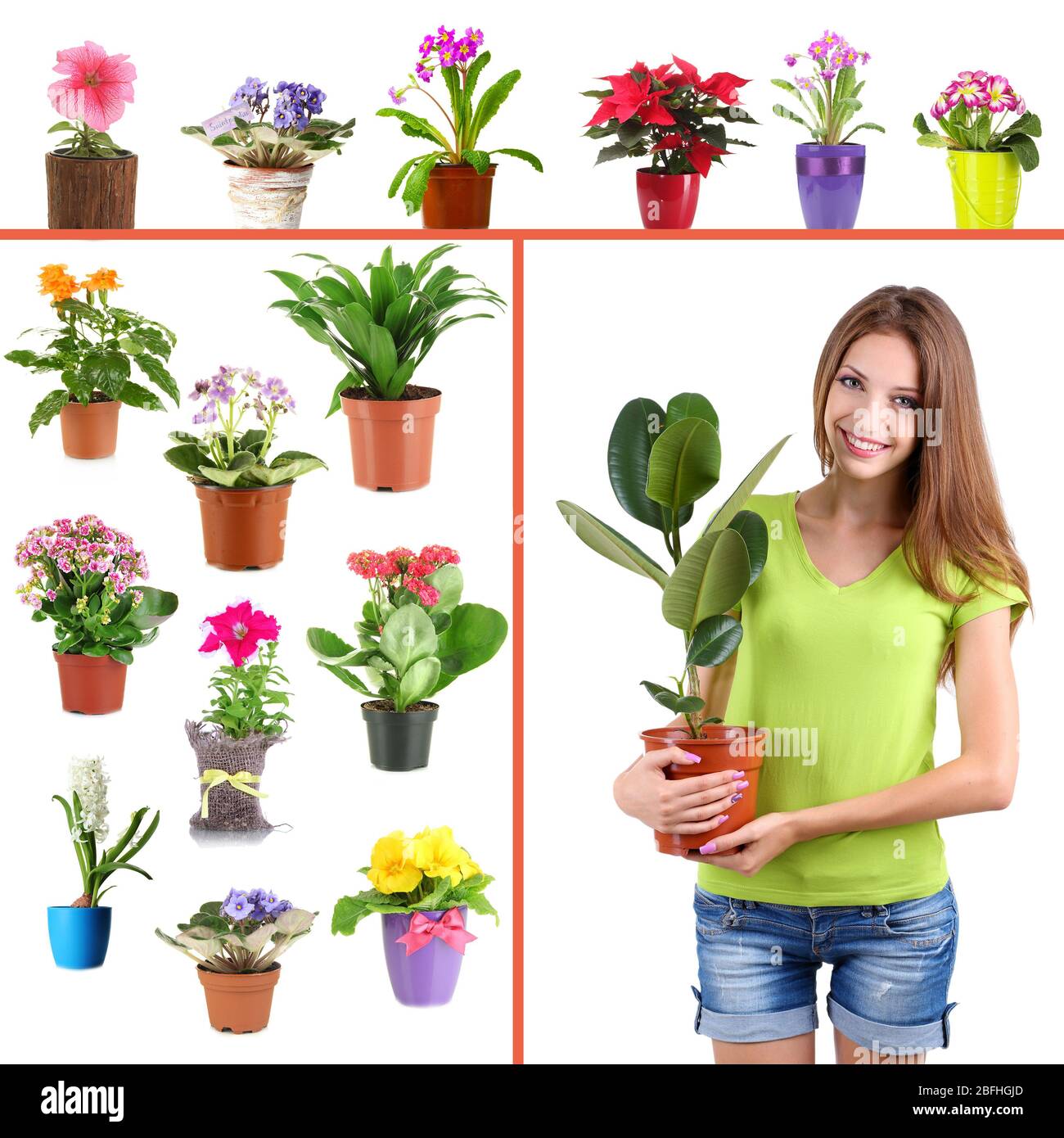 Collage of various flowers in flowerpots Stock Photo - Alamy