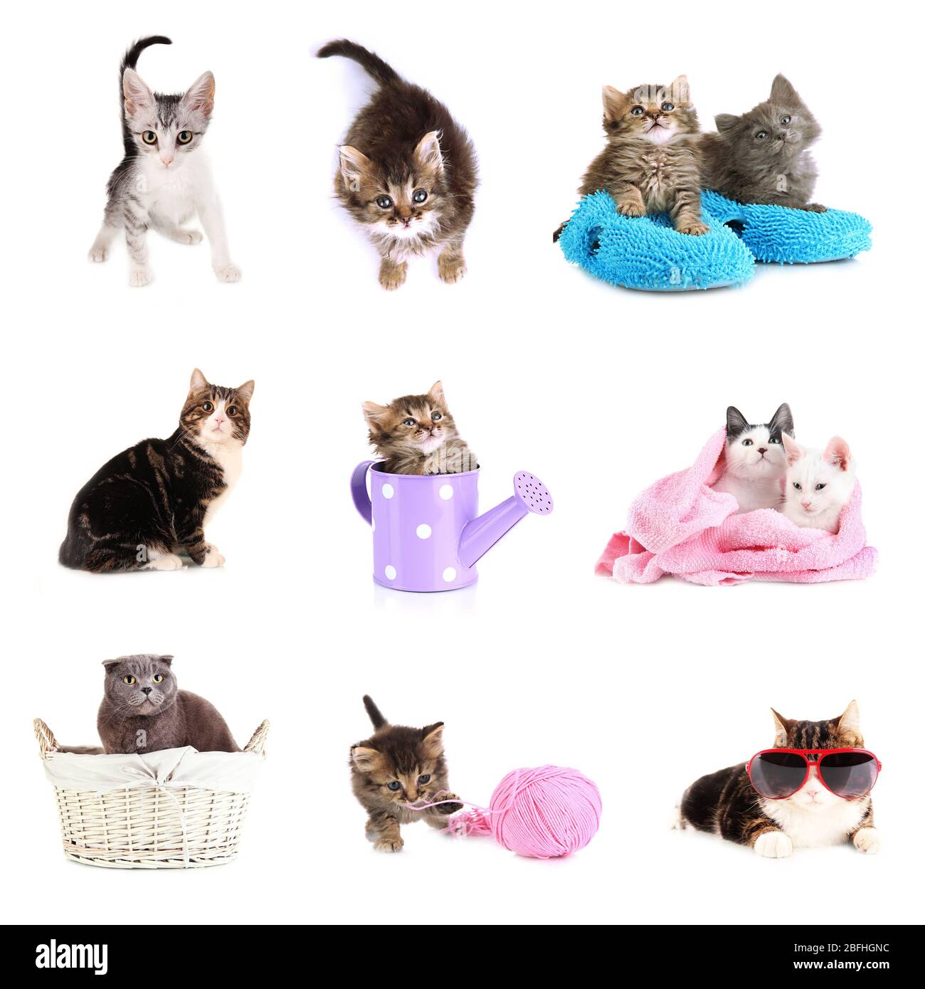 Collage from several cats isolated on white Stock Photo - Alamy