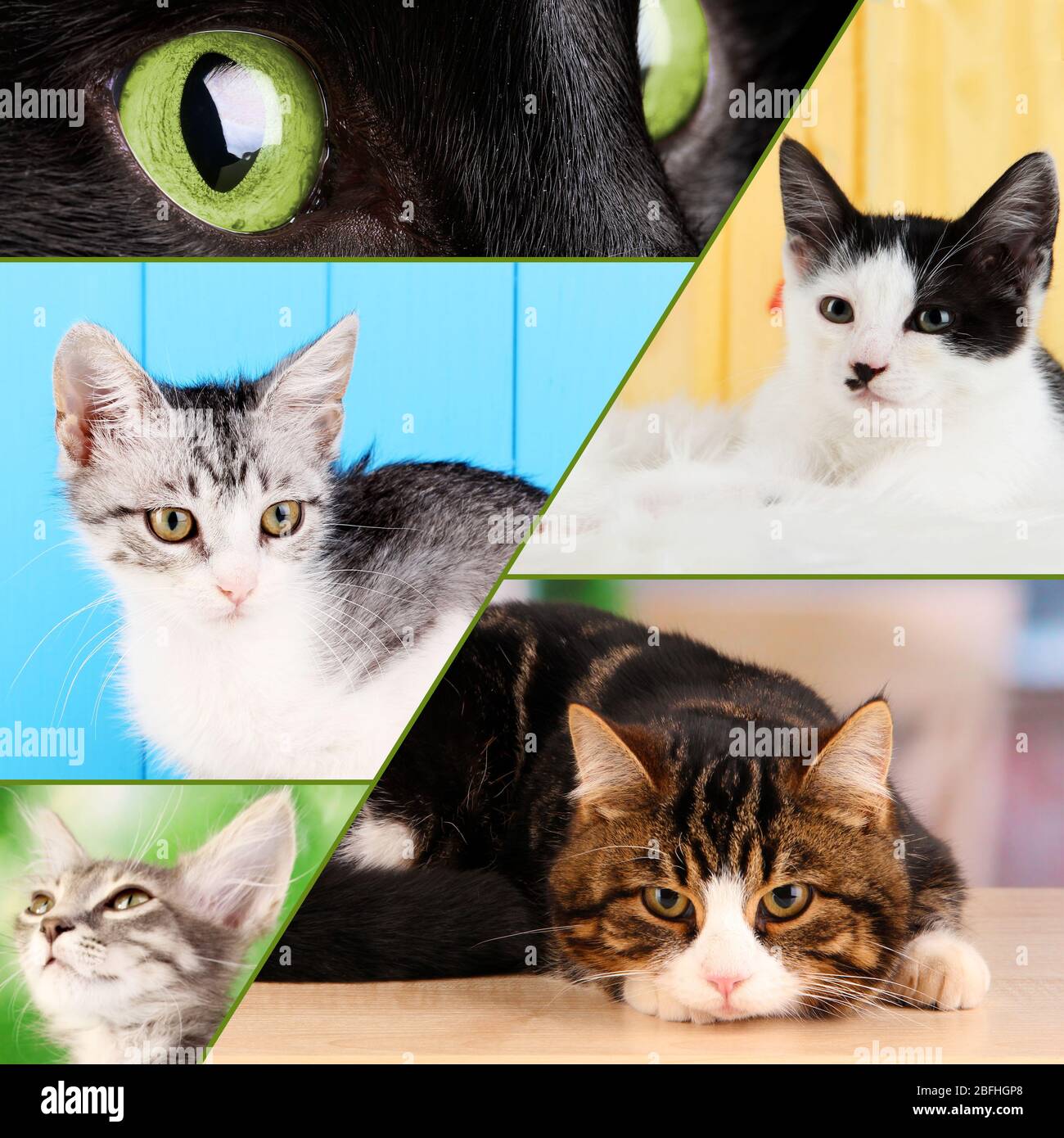 Collage from several cats Stock Photo - Alamy