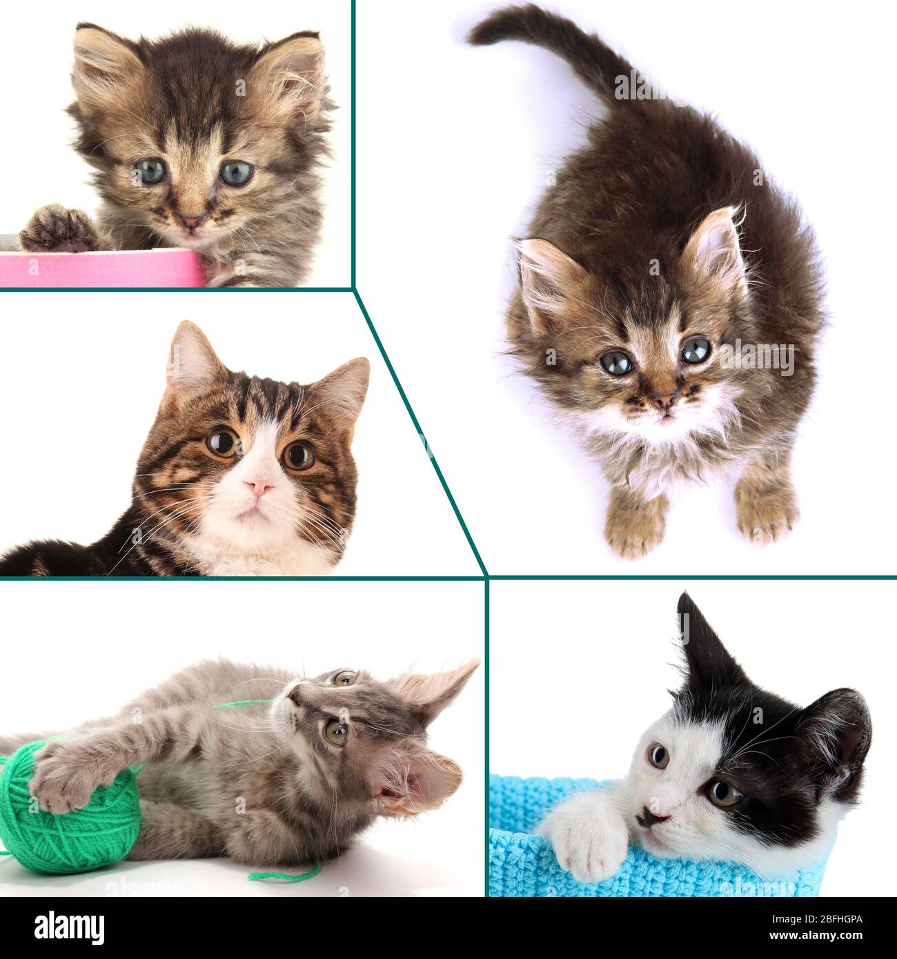 Collage from several cats Stock Photo - Alamy