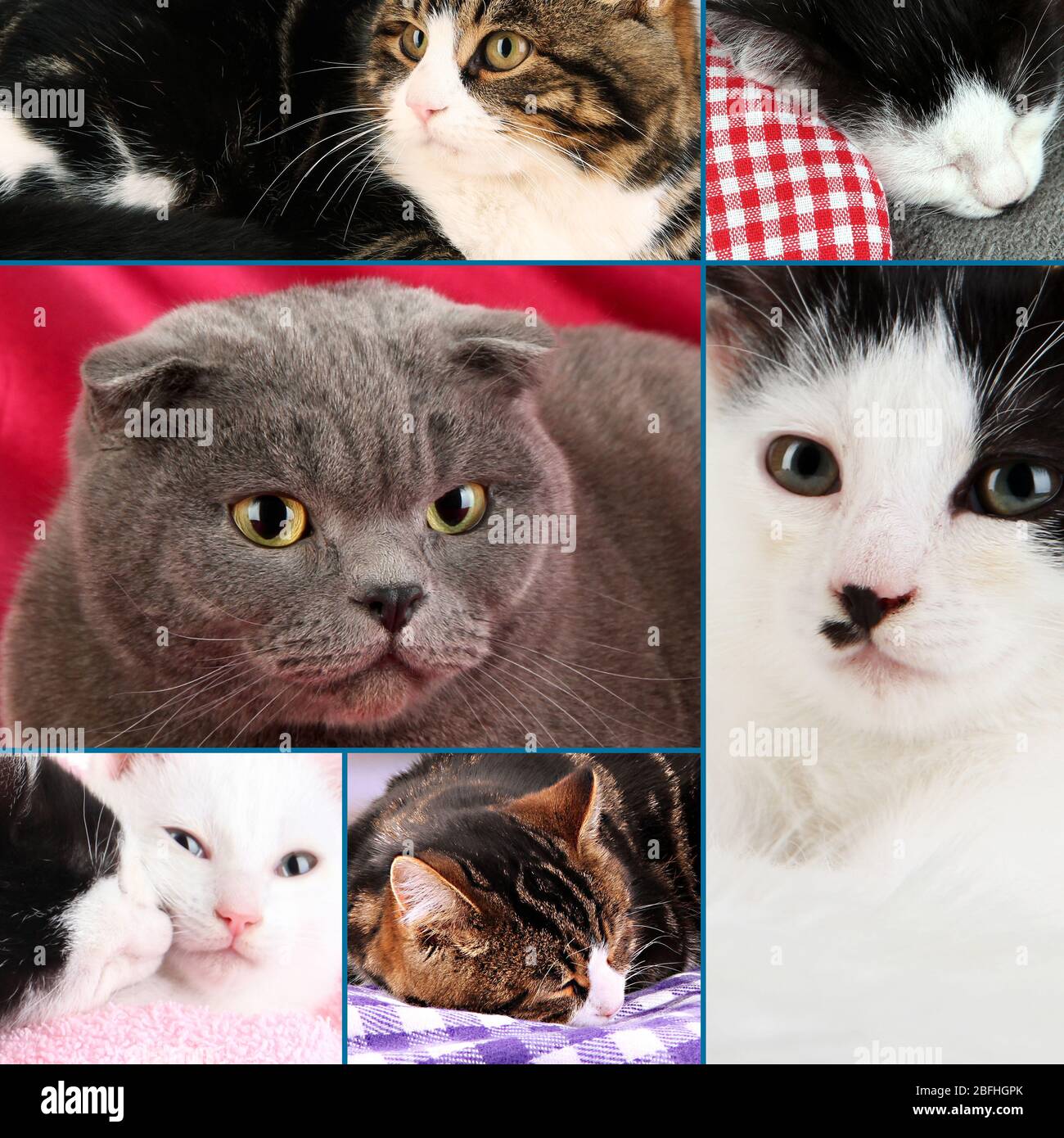Collage from several cats Stock Photo - Alamy