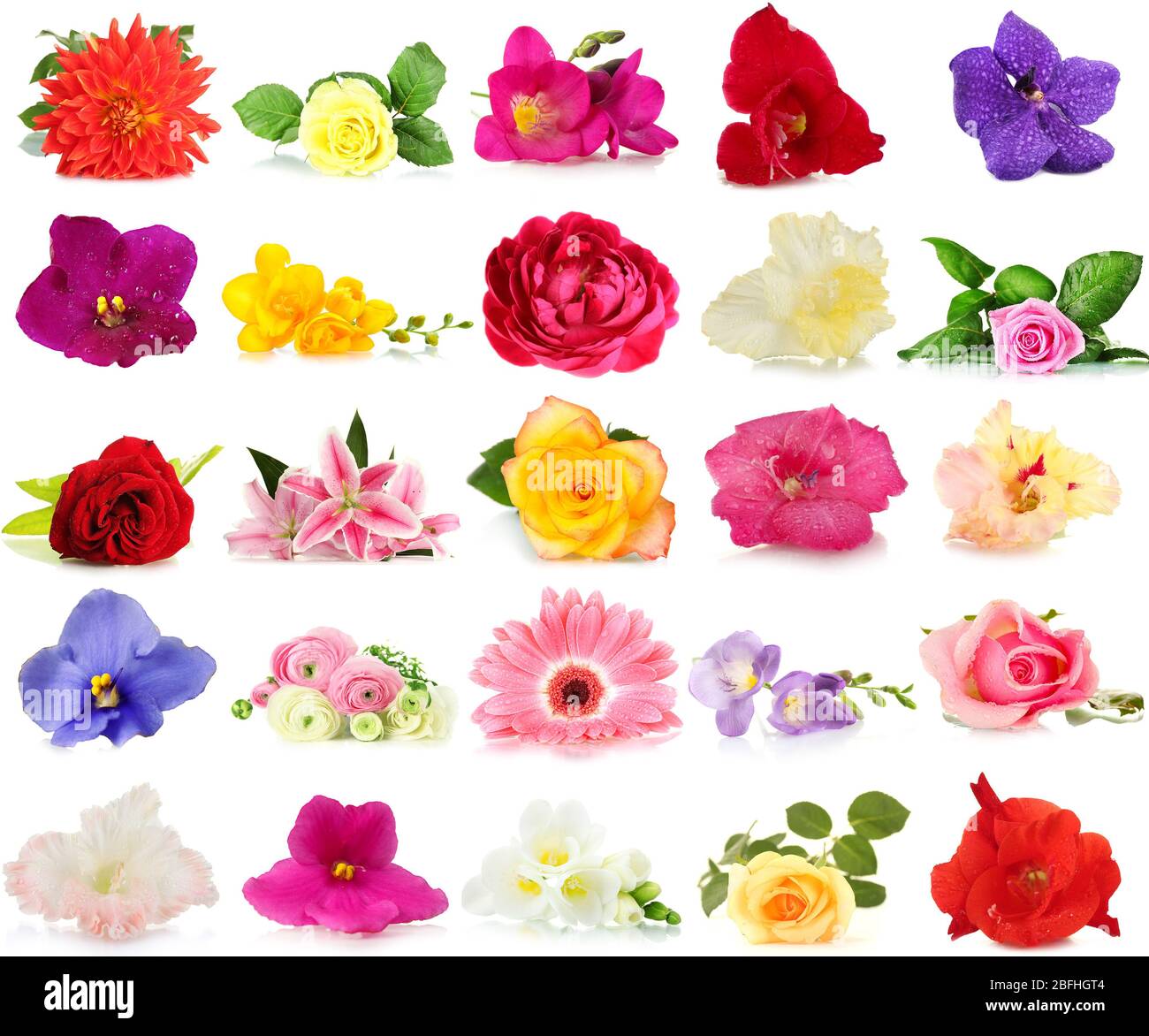 Beautiful flowers isolated on white Stock Photo - Alamy