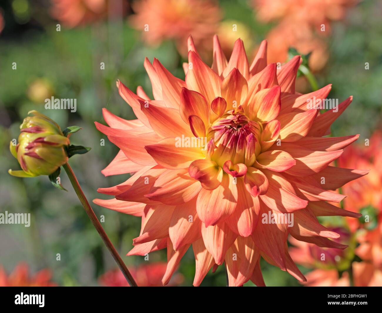 Orange dahlias garden plant hi-res stock photography and images - Alamy