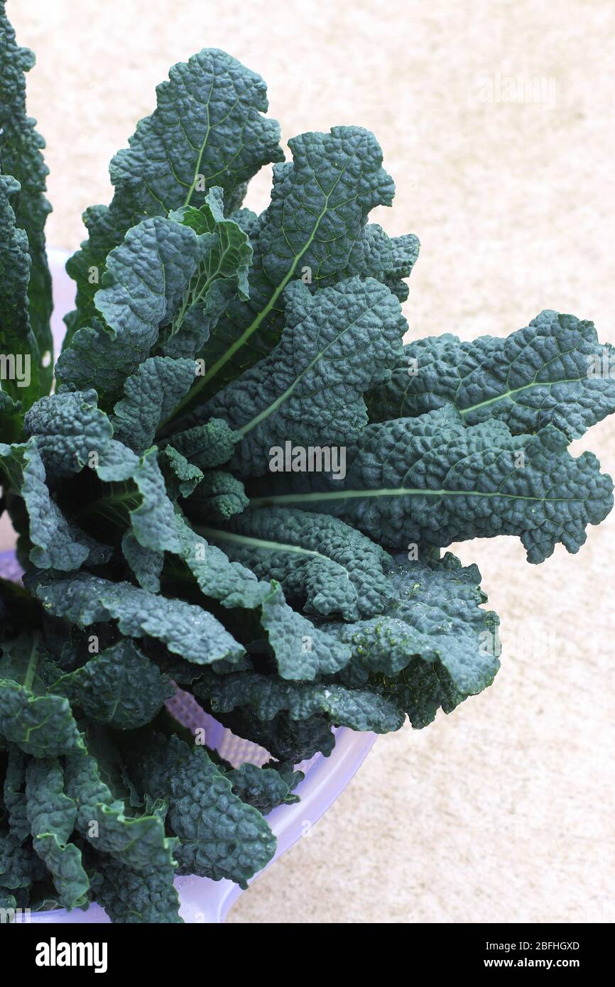 Dinosaur plant hi-res stock photography and images - Alamy