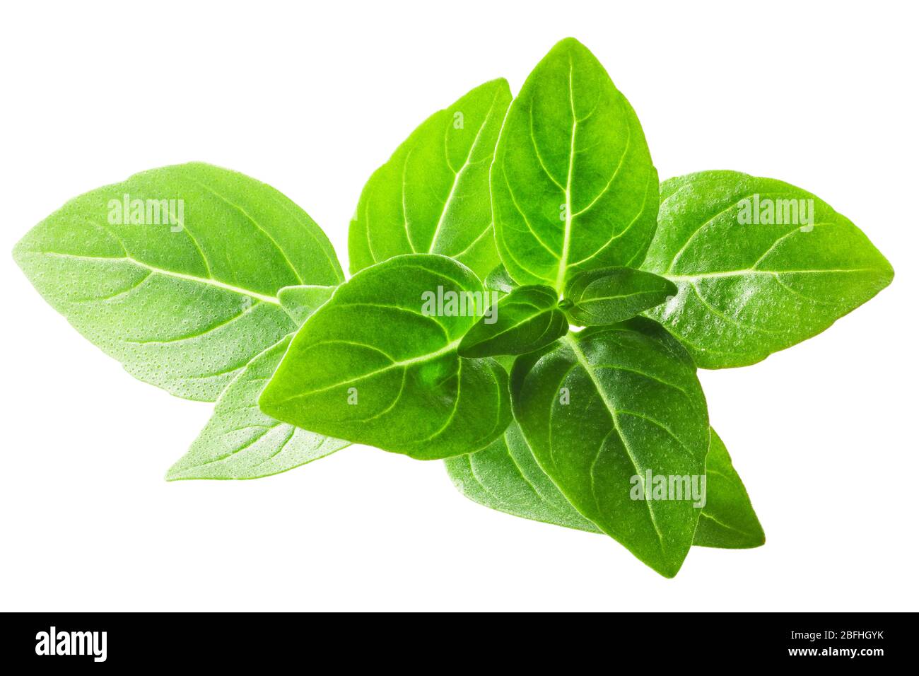 Greek basil hi-res stock photography and images - Alamy