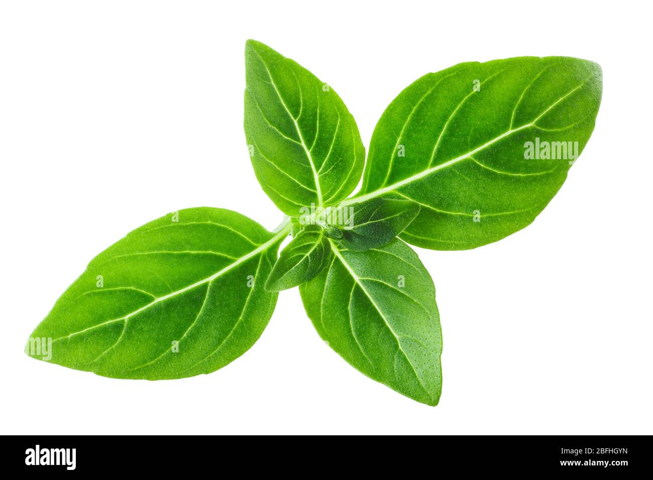 Greek basil hi-res stock photography and images - Alamy