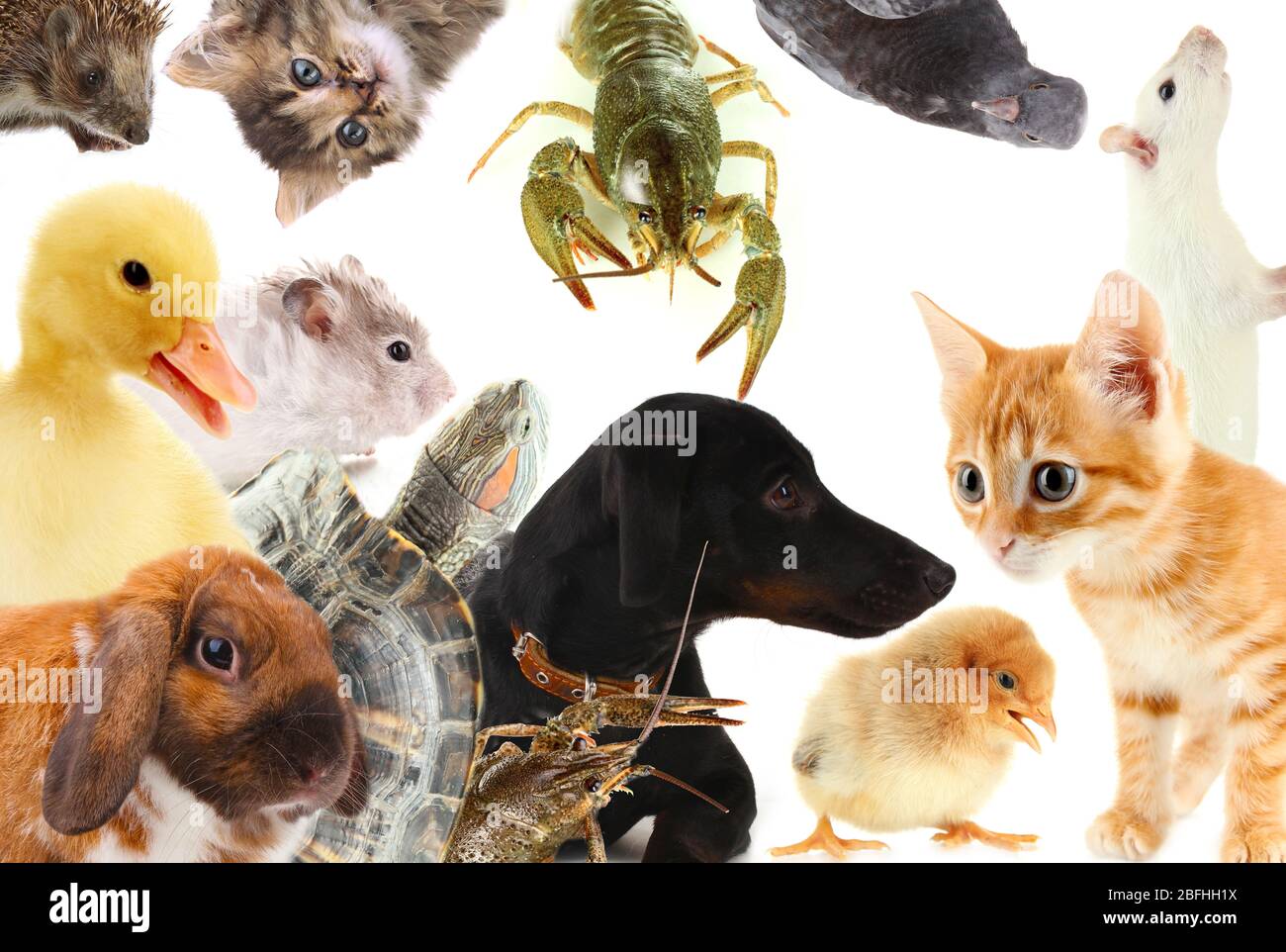 Collage of different cute animals Stock Photo - Alamy