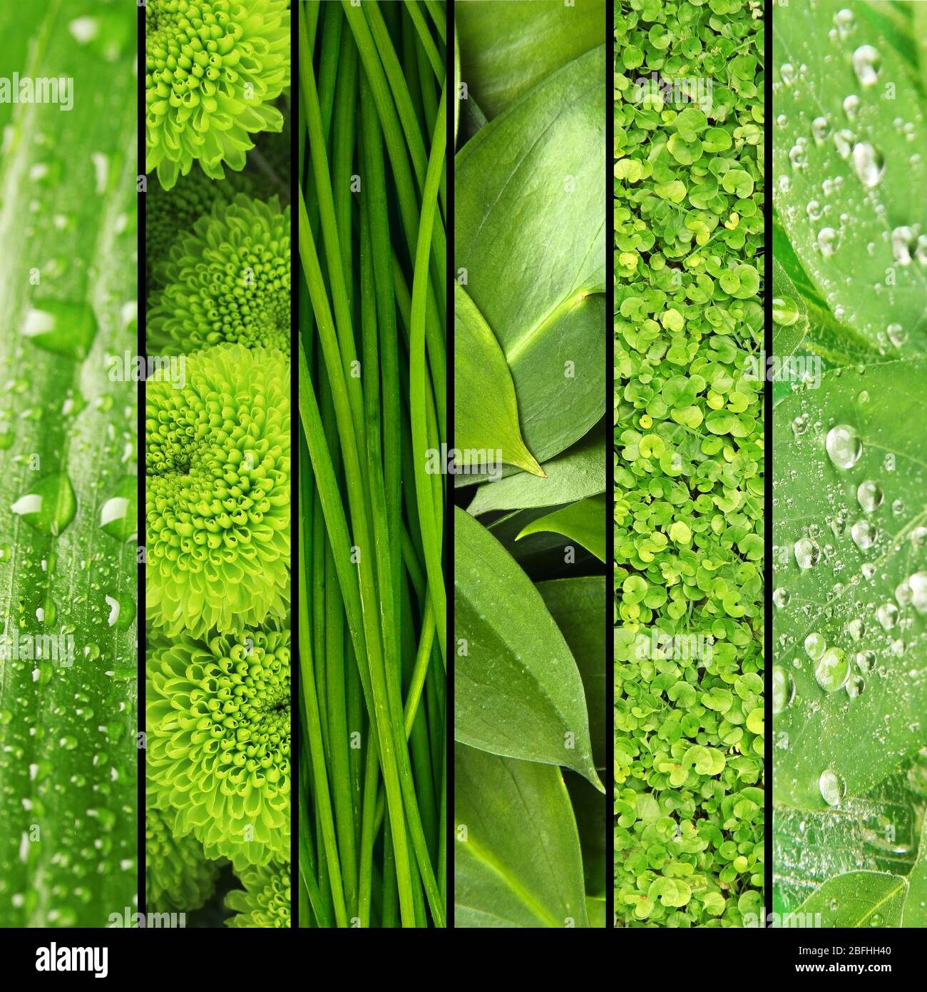 Collage of green grass and leaves Stock Photo - Alamy