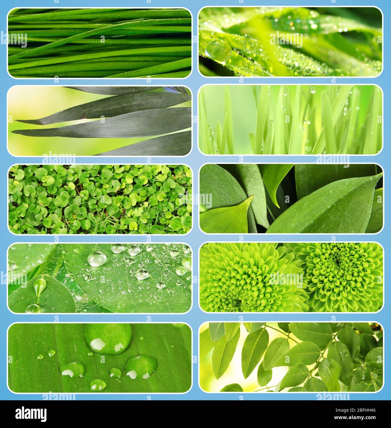 Collage of green grass and leaves Stock Photo - Alamy