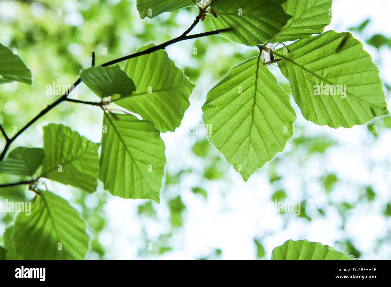 Green beech tree hi-res stock photography and images - Alamy