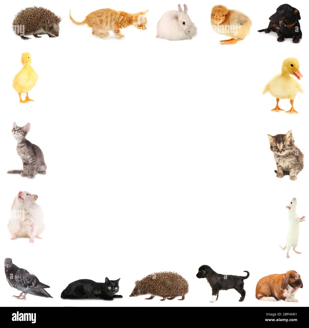 Collage of different cute animals in form of framework Stock Photo - Alamy