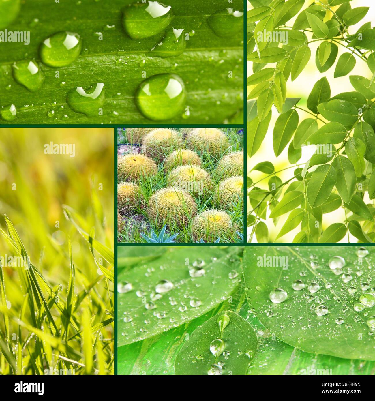 Collage of green grass and leaves Stock Photo - Alamy