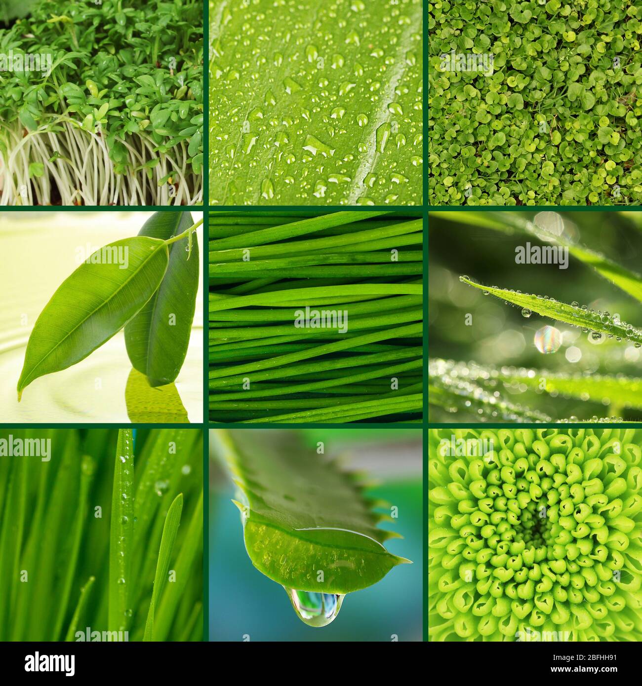Collage of green grass and leaves Stock Photo - Alamy