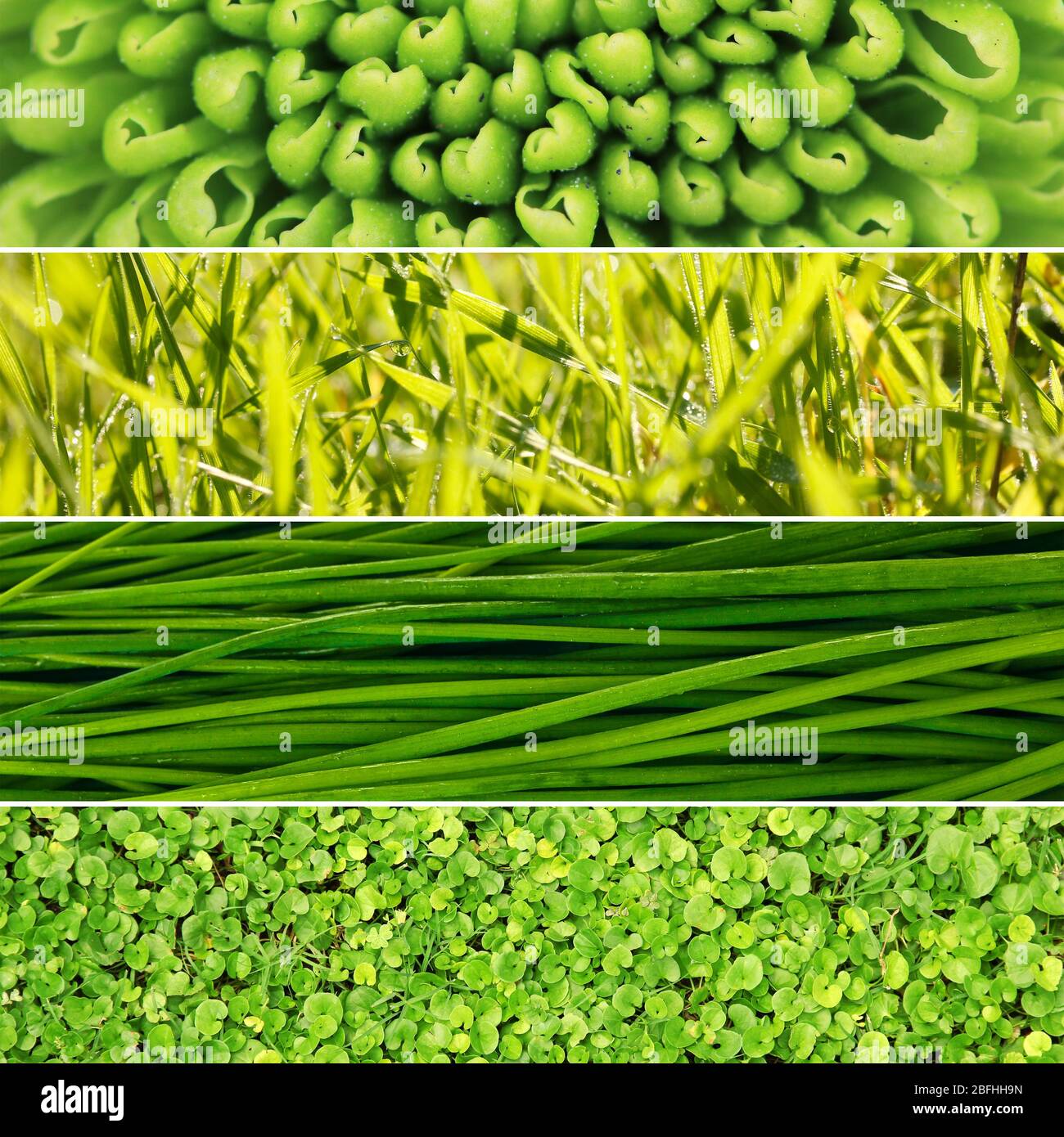 Collage of green grass and leaves Stock Photo - Alamy