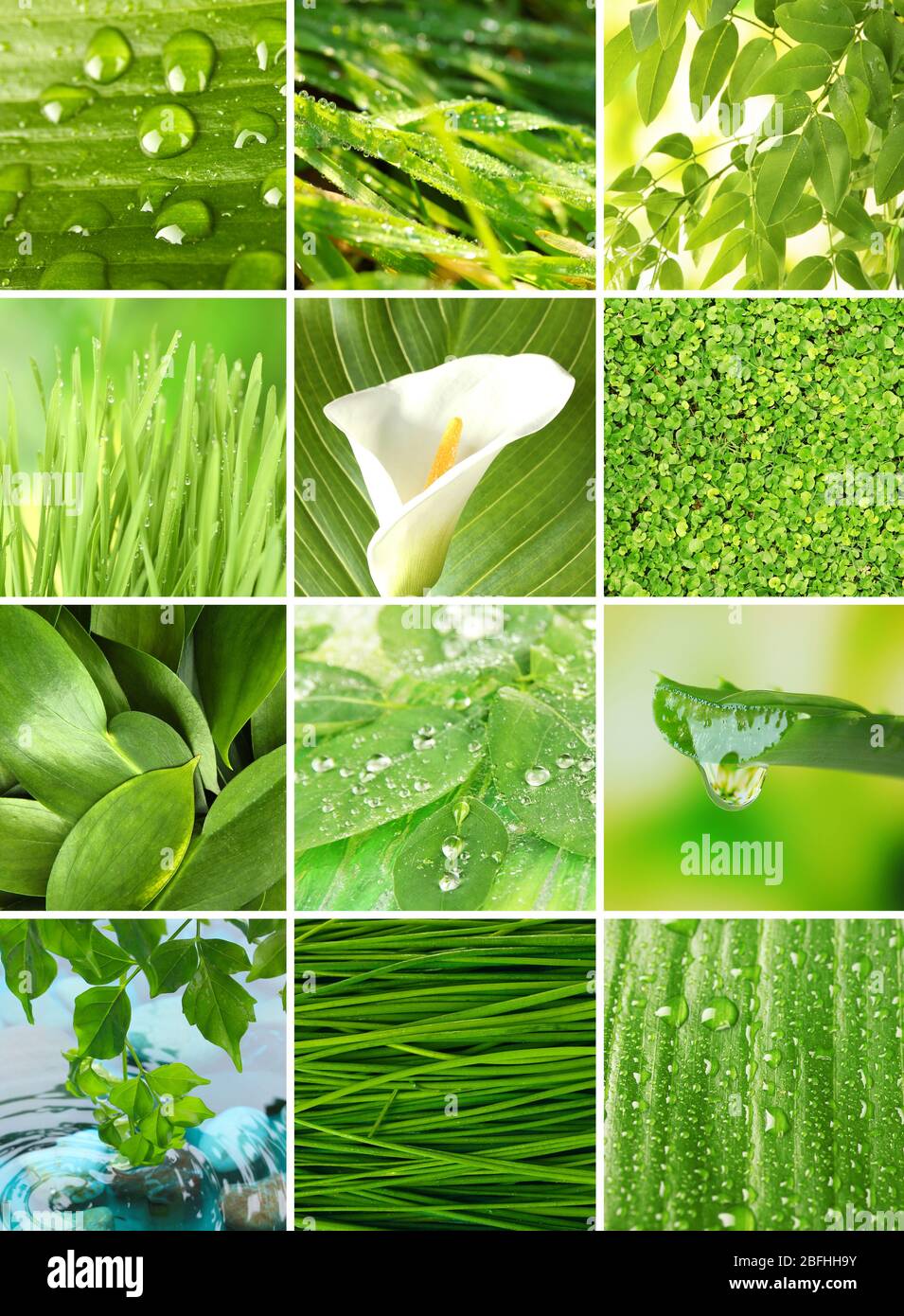Collage of green grass and leaves Stock Photo - Alamy