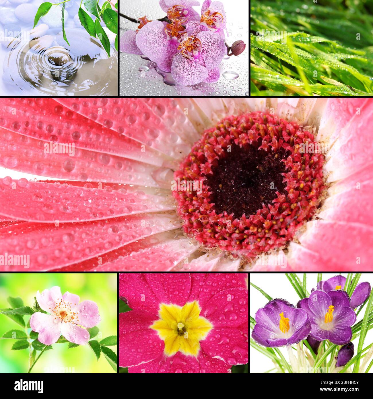 Beautiful nature collage Stock Photo - Alamy