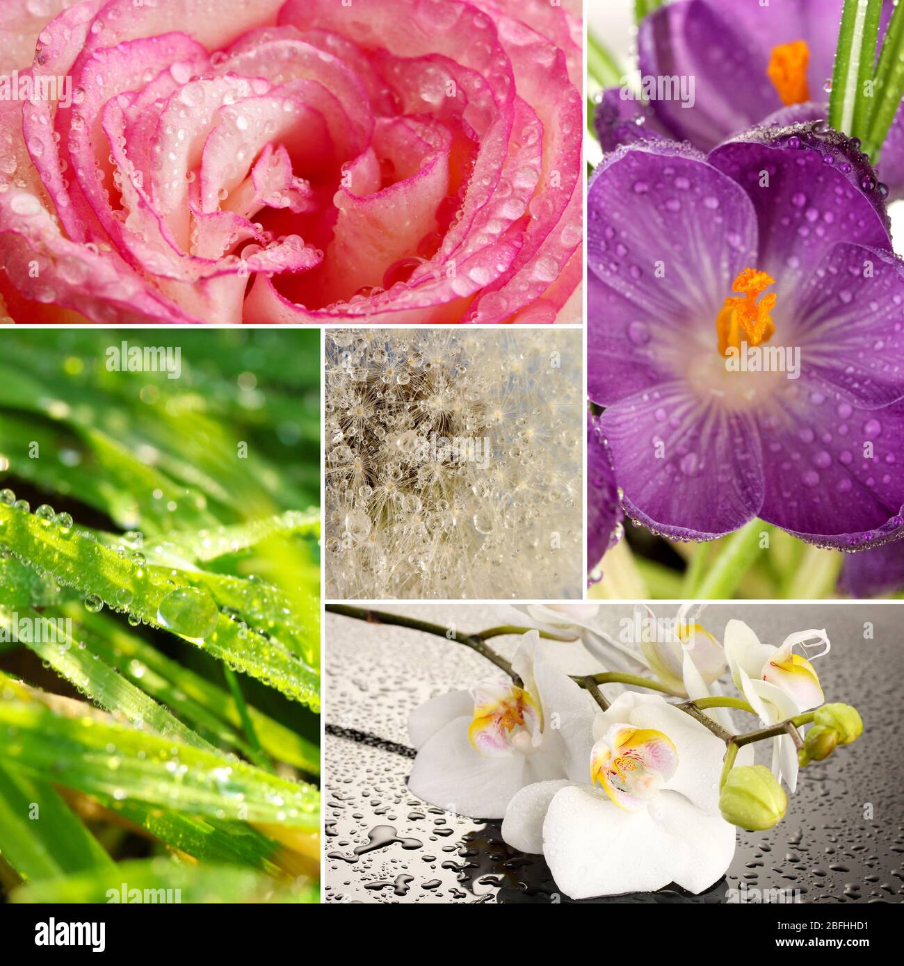 Beautiful nature collage Stock Photo - Alamy