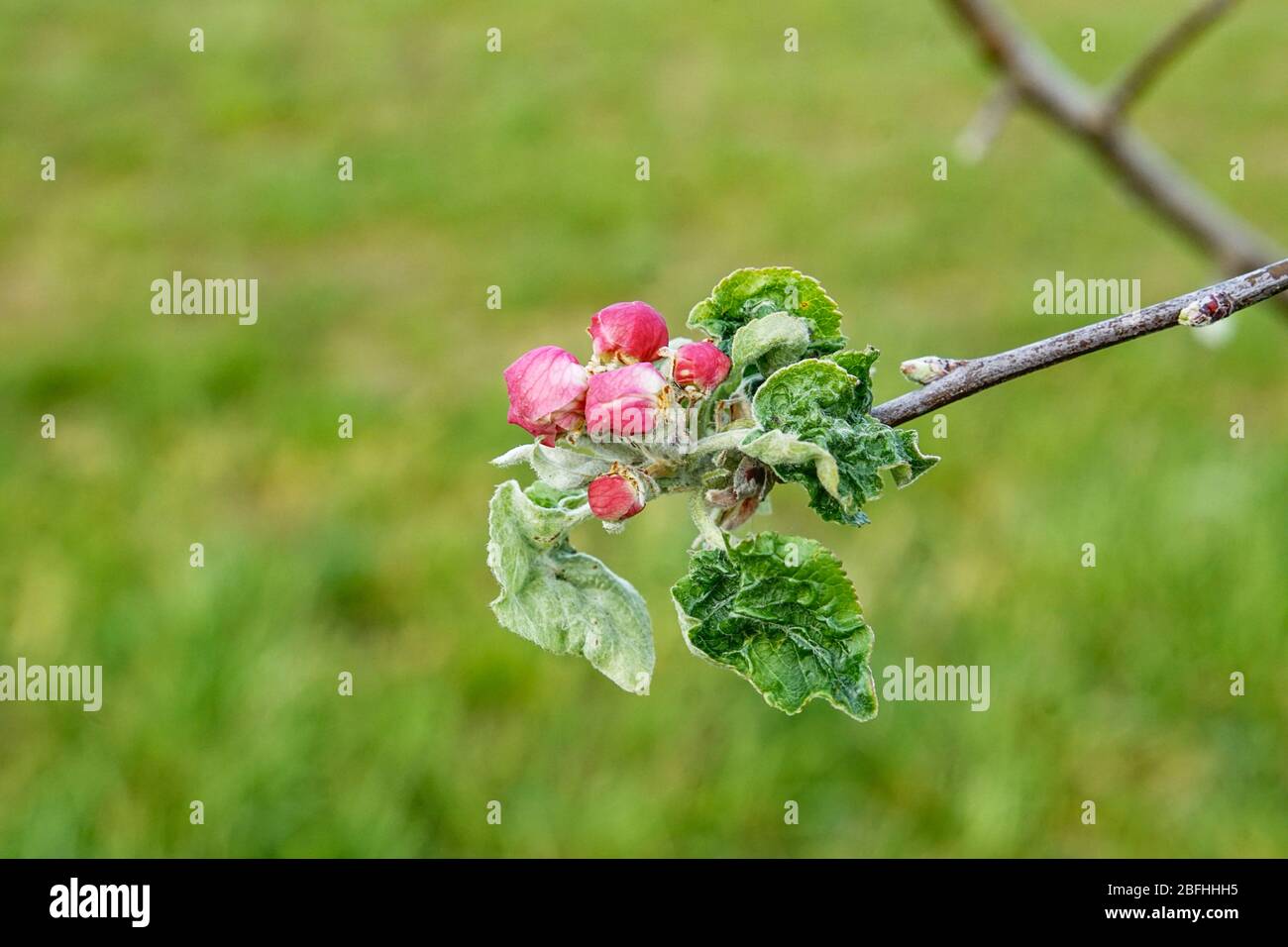 Rote apfelbluten hi-res stock photography and images - Alamy