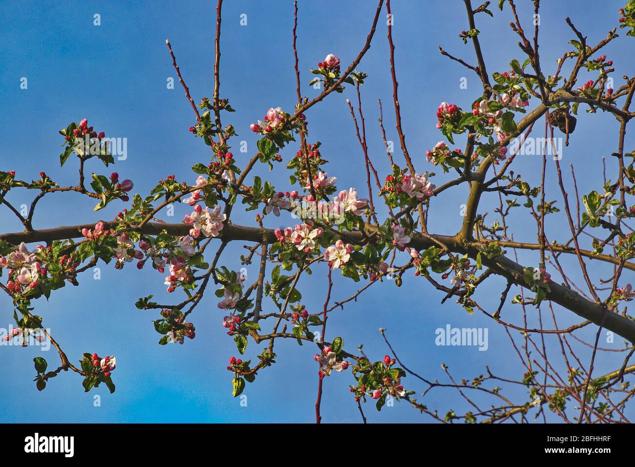 Apfelblatt hi-res stock photography and images - Alamy