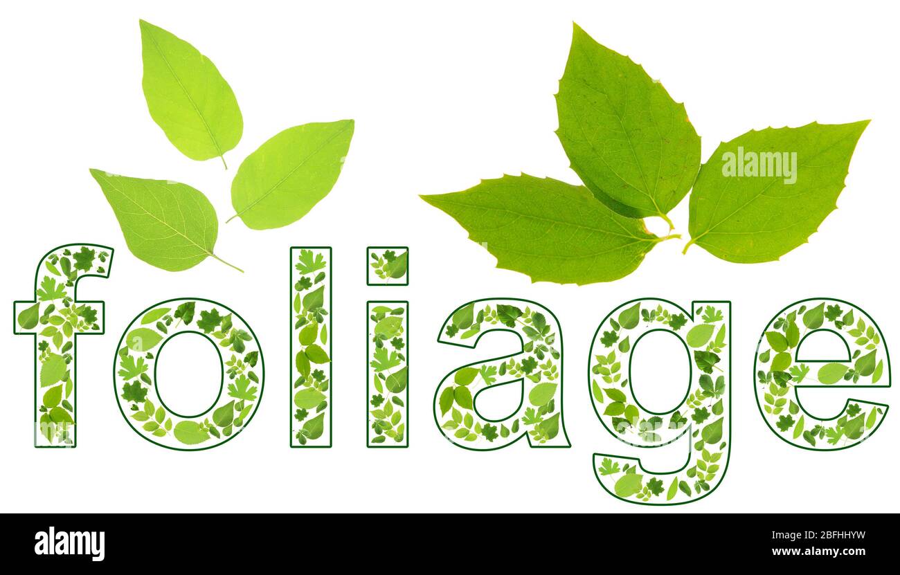 Foliage collage isolated on white Stock Photo - Alamy
