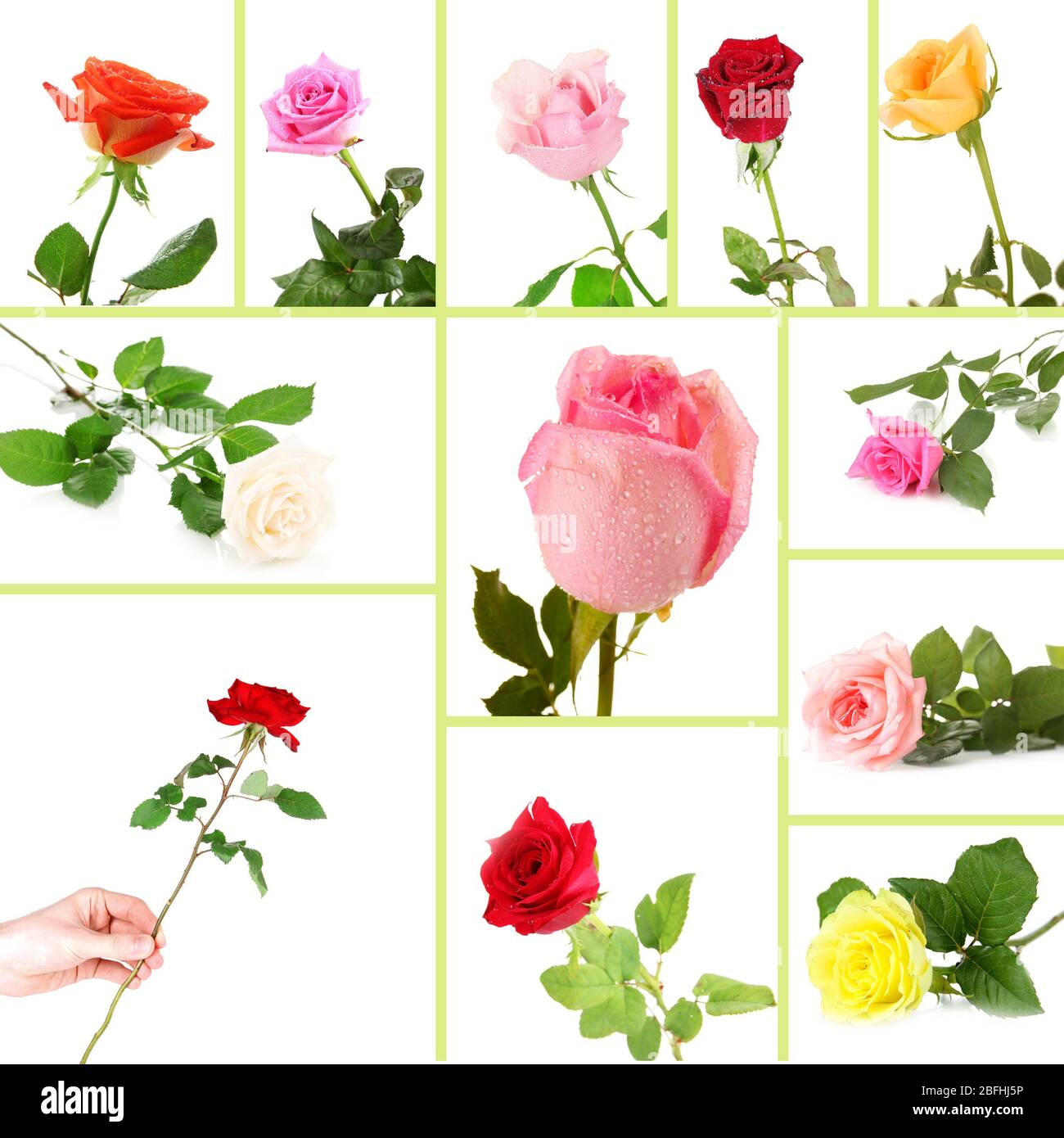 Beautiful roses collage Stock Photo - Alamy