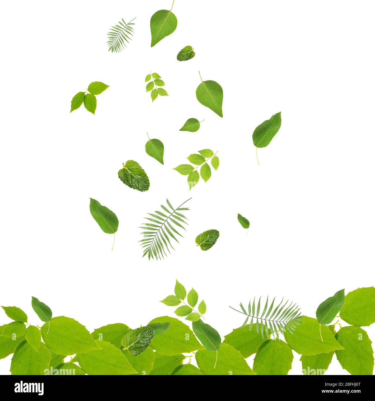 Falling green leaves isolated on white Stock Photo - Alamy