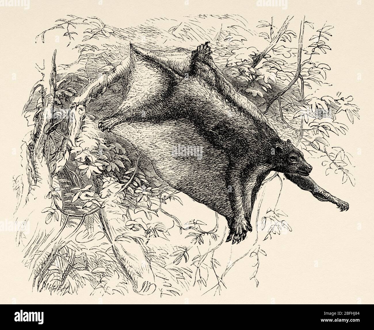 Colugo in flight hi-res stock photography and images - Alamy