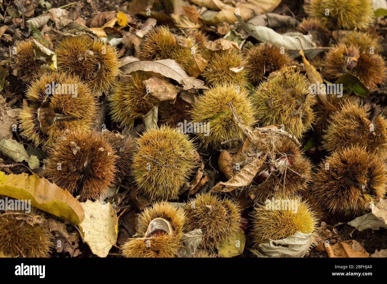 Marroni hi-res stock photography and images - Alamy