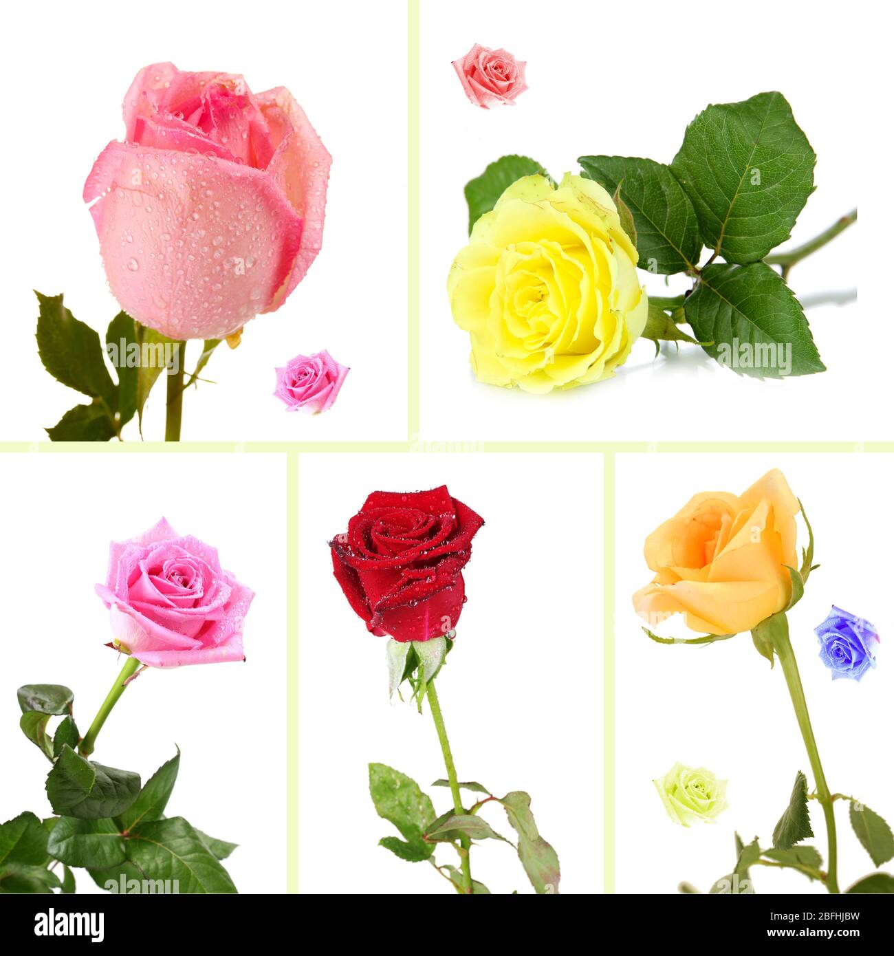 Beautiful roses collage Stock Photo - Alamy