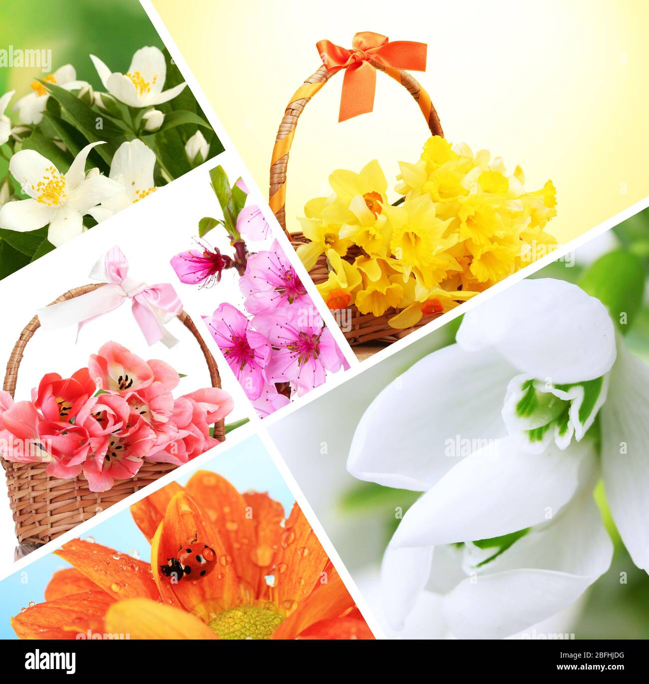 Spring flowers collage Stock Photo - Alamy
