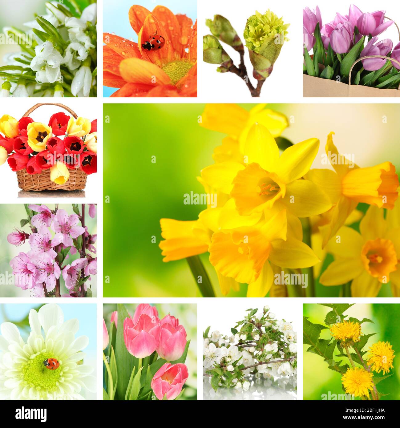 Spring flowers collage Stock Photo - Alamy