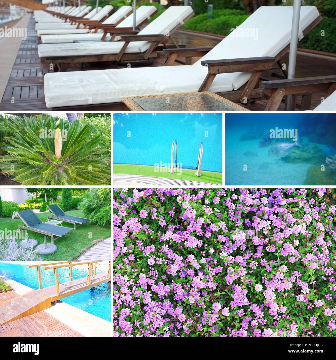 Nature diversity collage hi-res stock photography and images - Alamy