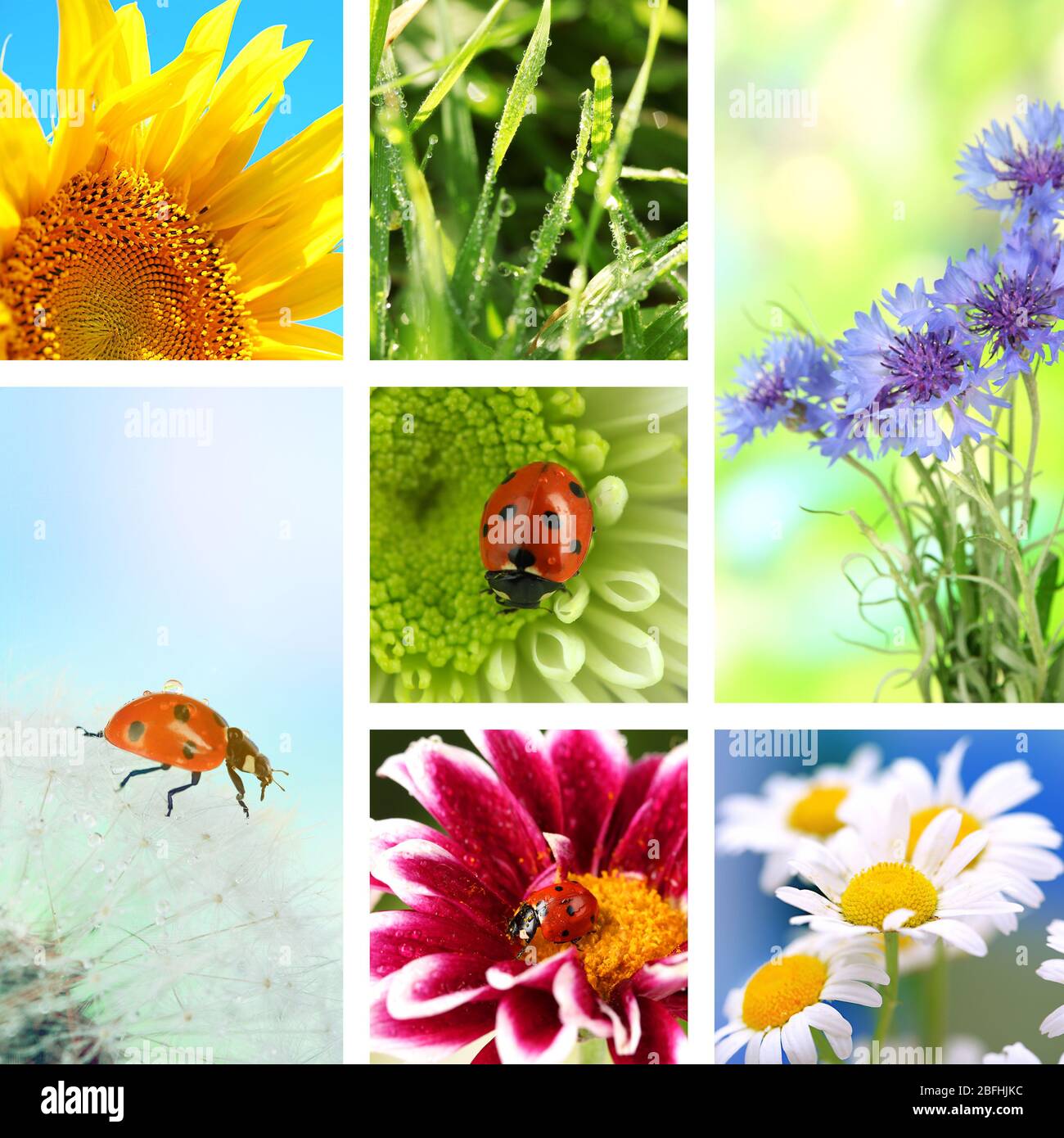 Collage of beautiful nature Stock Photo - Alamy