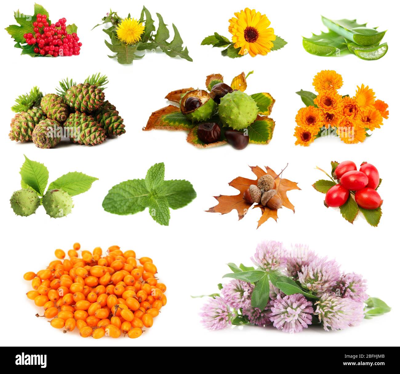 Collage of herbs and plants isolated on white Stock Photo - Alamy