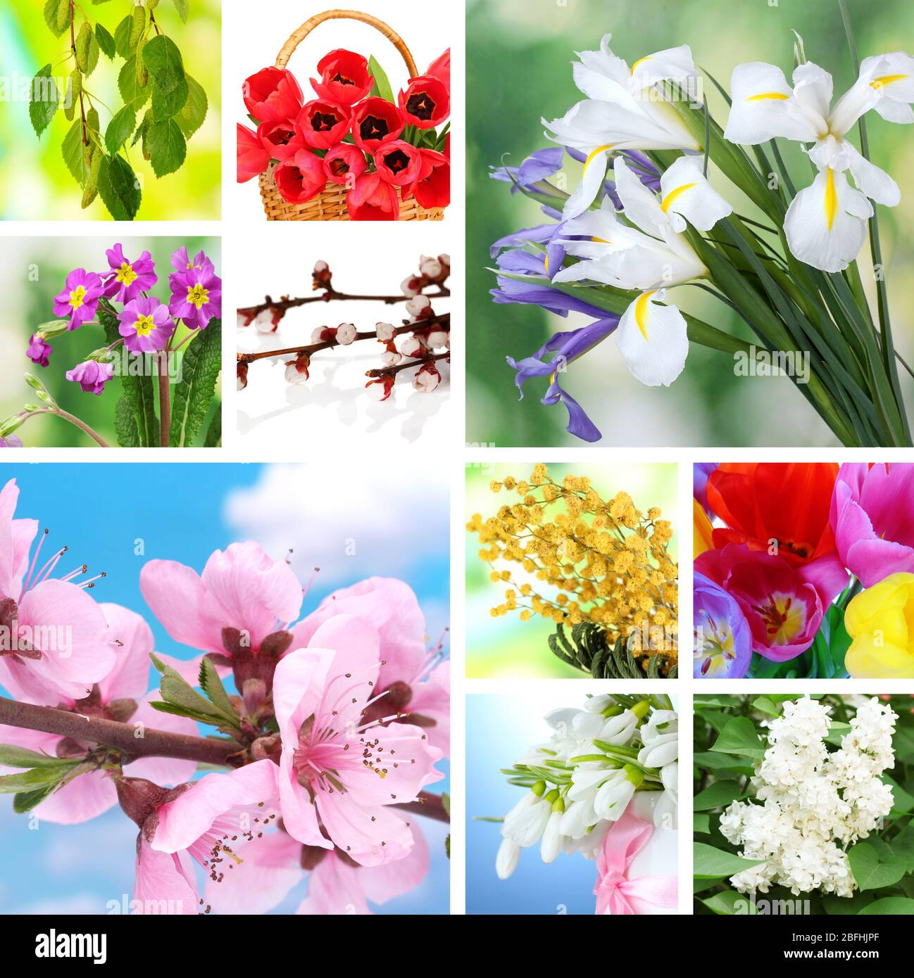 Spring flowers collage Stock Photo - Alamy