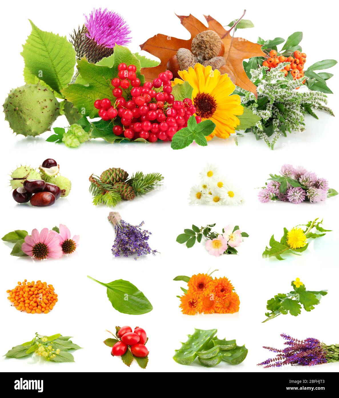 Collage of herbs and plants isolated on white Stock Photo - Alamy