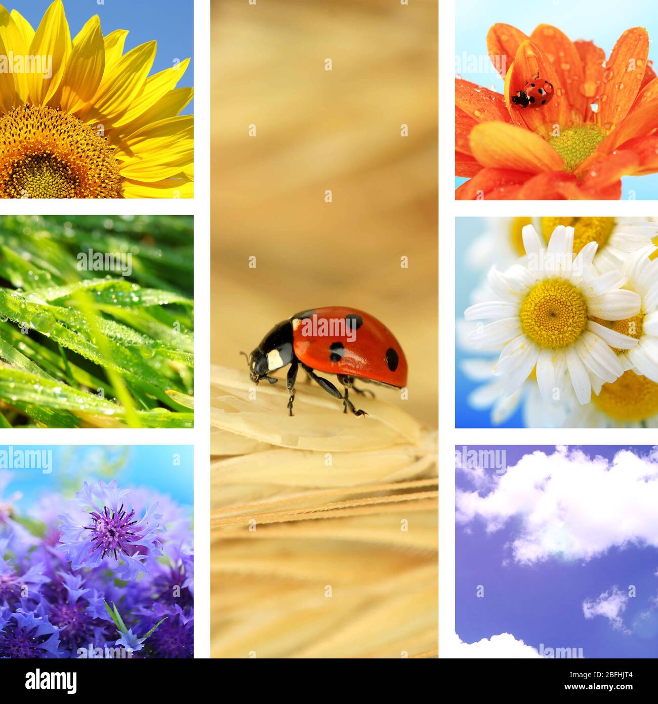 Collage of beautiful nature Stock Photo - Alamy