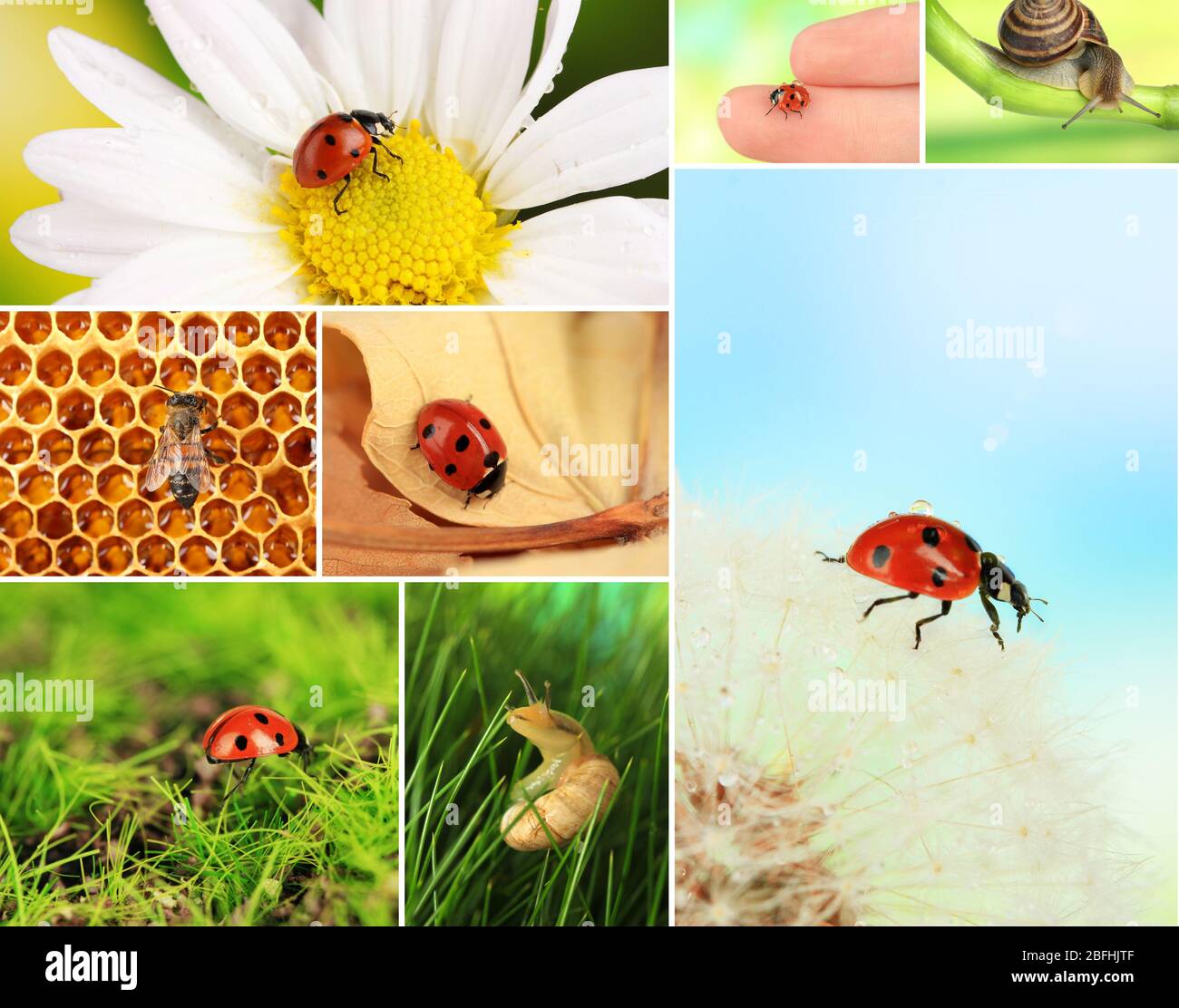 Biodiversity collage hi-res stock photography and images - Alamy