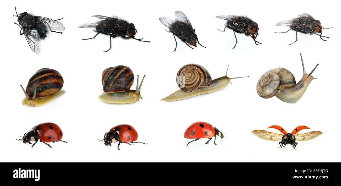 Flora and fauna collage hi-res stock photography and images - Alamy