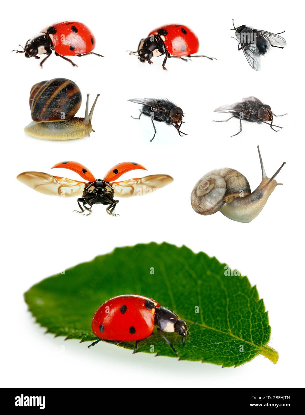 Collection of insects isolated on white Stock Photo - Alamy