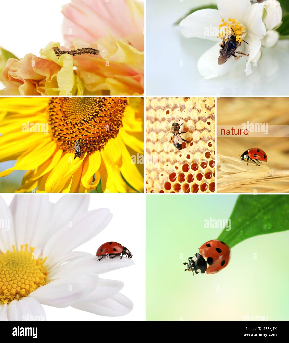 Biodiversity collage hi-res stock photography and images - Alamy